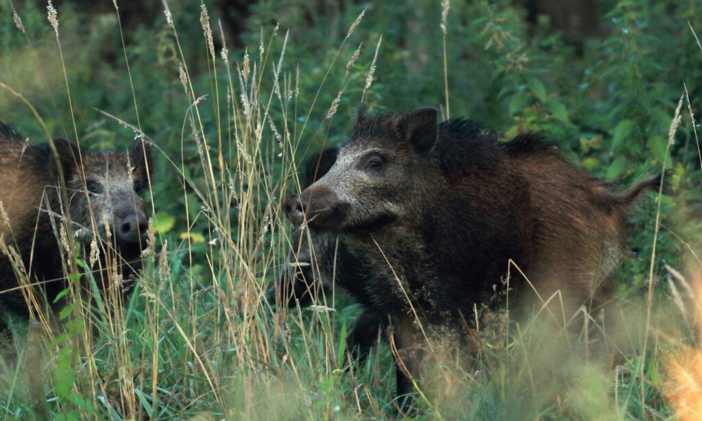 Roe deer and red fox together on a photo – Wildlife photography
